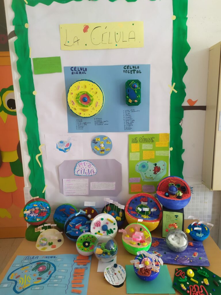 Proyecto célula 5º primaria - CEIP LA Romanilla