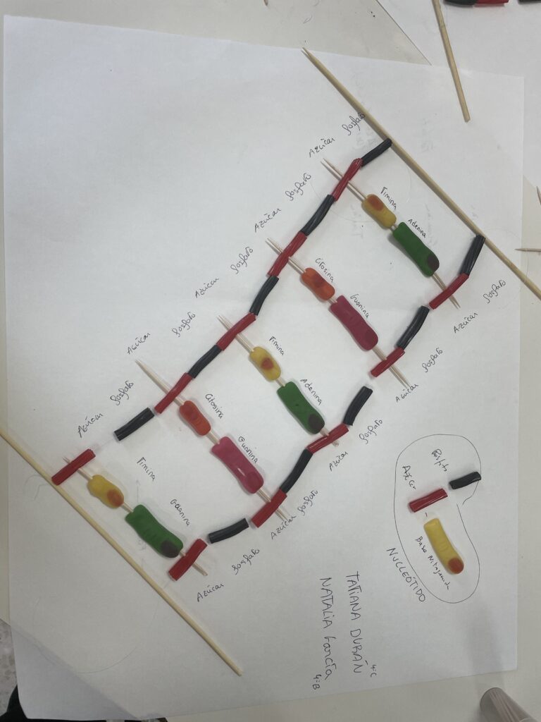 Modelando Dobles Dulces Moléculas de DNA - IES CABALLERO BONALD
